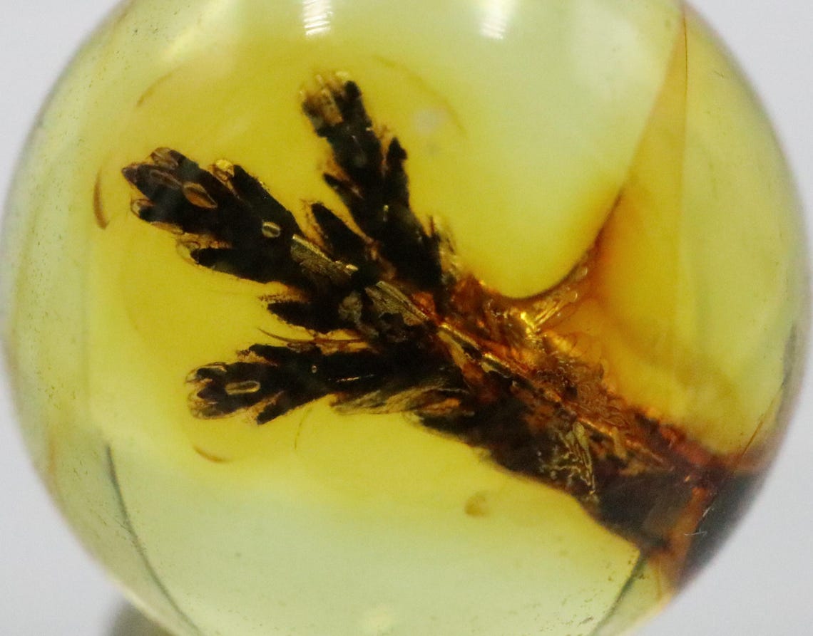 Amber Bead 10.5 Mm Sphere With a Rare Plant NOT DRILLED | Fossil ...