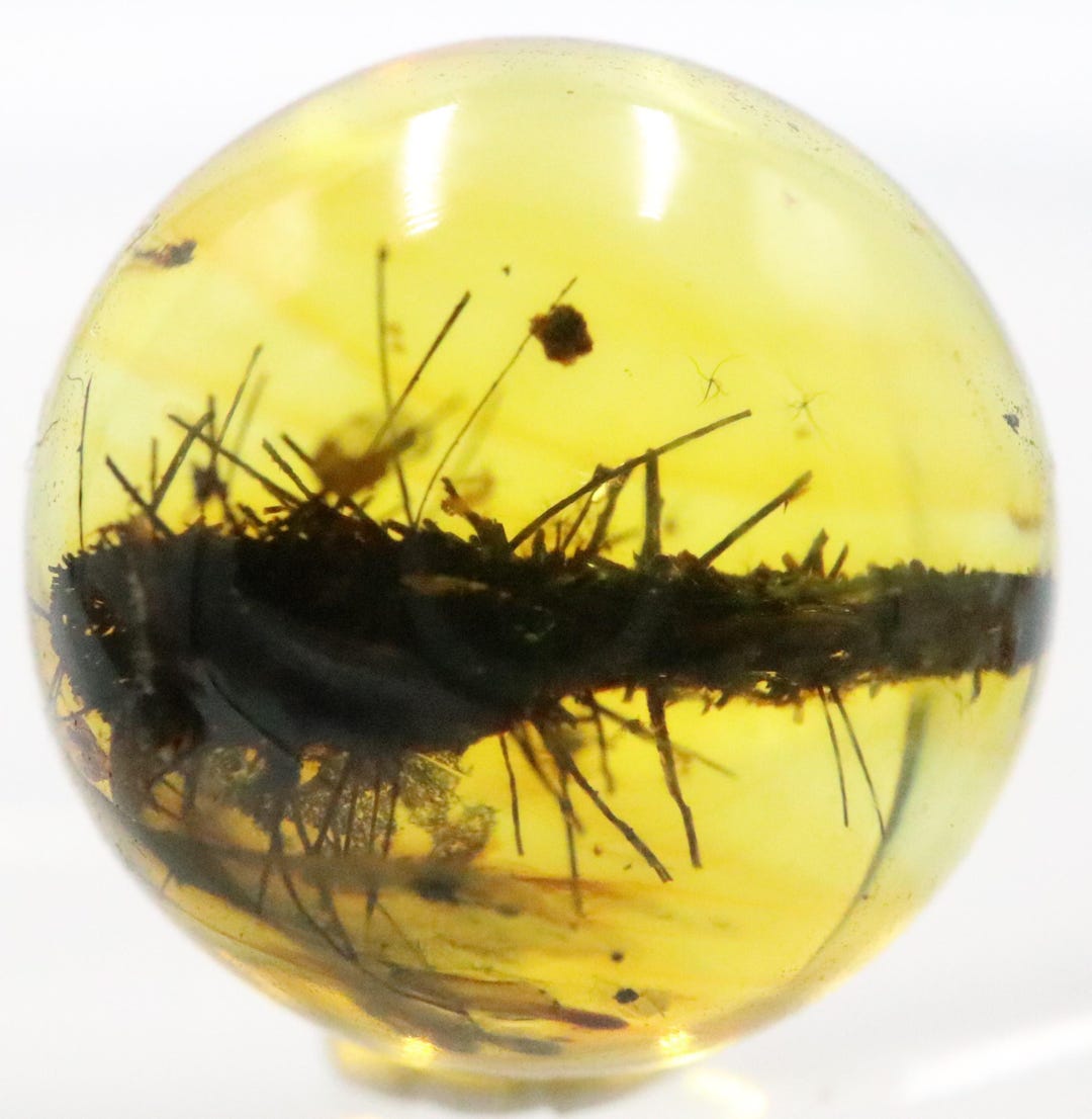 Amber Bead 13 Mm Sphere With Rare Plant Insect Trapped for Million ...