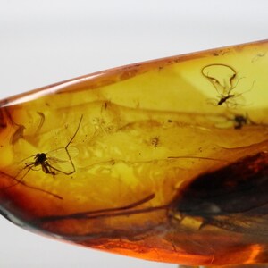 Amber With 4 Insects Trapped for Million Years | Fossil Inclusion in ...