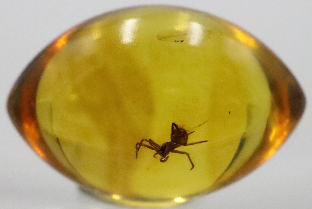 Amber With Spider Insect Trapped for Million Years Fossil Inclusion in ...
