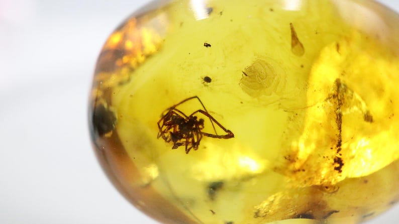 Amber With Rare Spider and 4 Other Insects Trapped for Million Years ...