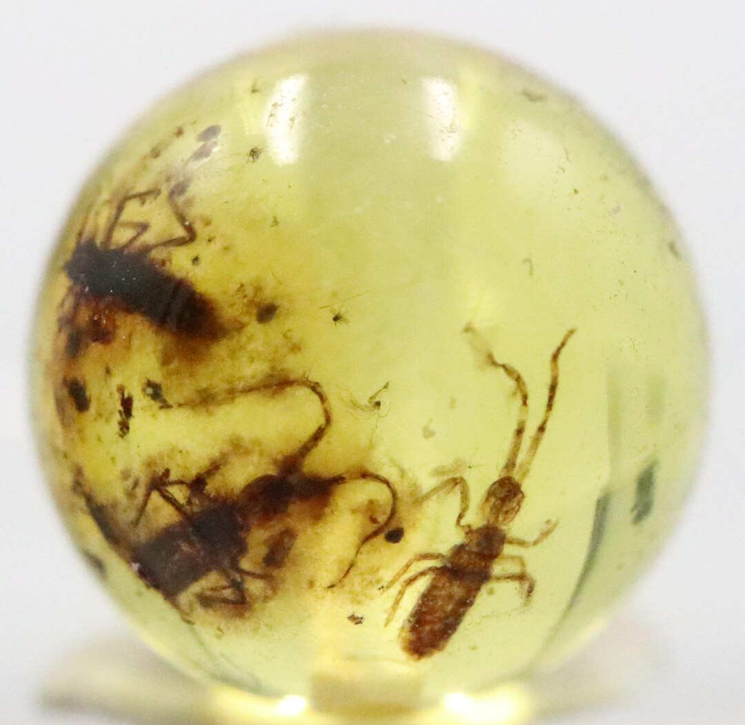 DRILLED Amber Bead 8.1 Mm Sphere With 3 Insects Trapped for Million ...