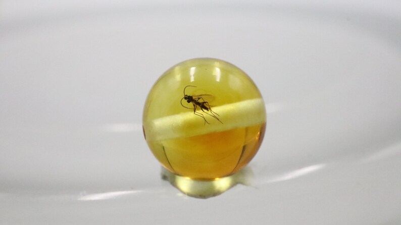 DRILLED Amber Bead 8.0 Mm Sphere With Insect Trapped for Million Years ...
