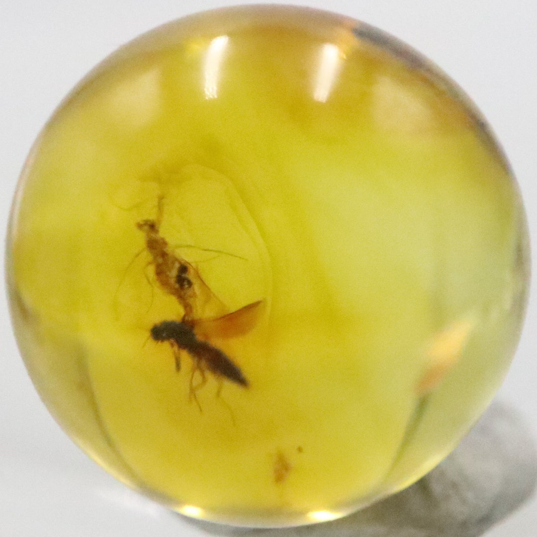 Amber Bead 7.58 Mm Sphere With Rare 5 Insects Trapped for Million Years ...