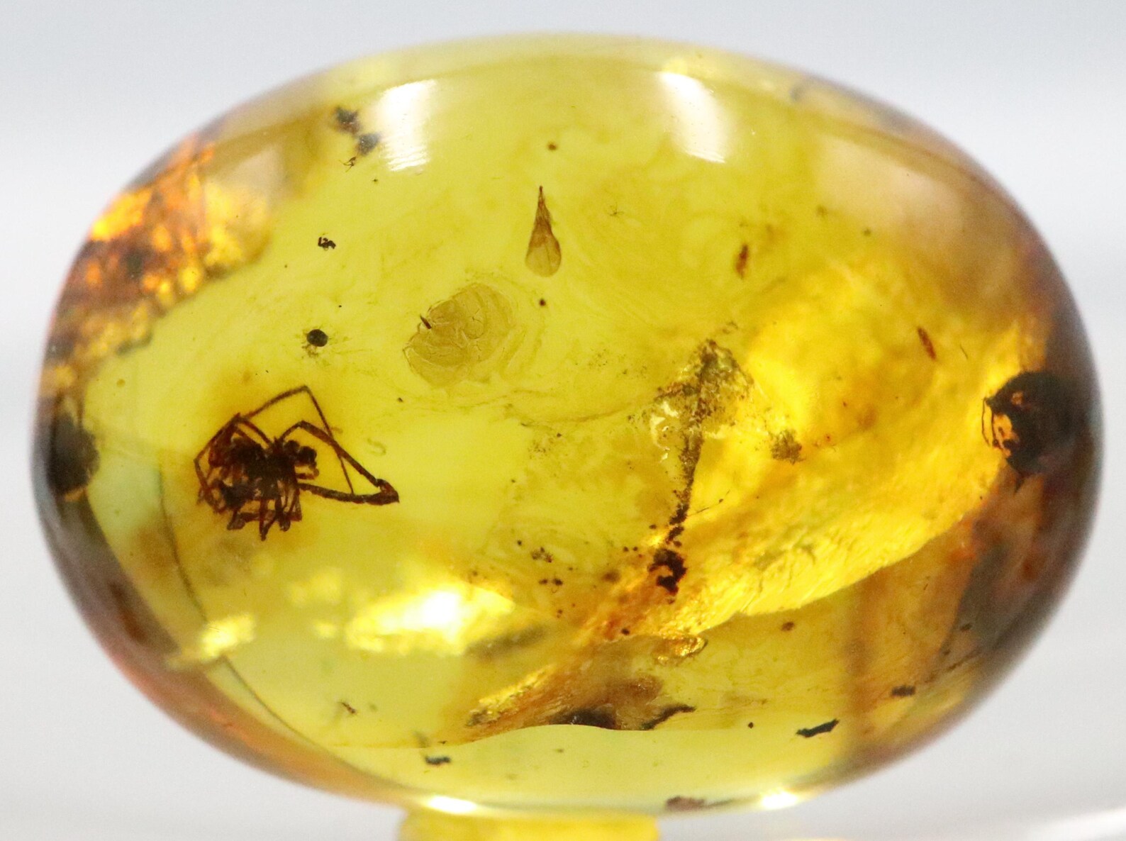 Amber With Rare Spider and 4 Other Insects Trapped for Million Years ...
