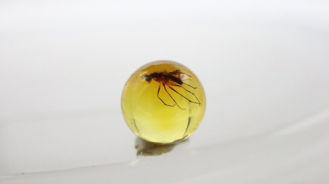 Amber Bead 6.05mm Sphere With Rare Insect Trapped for Million Years ...