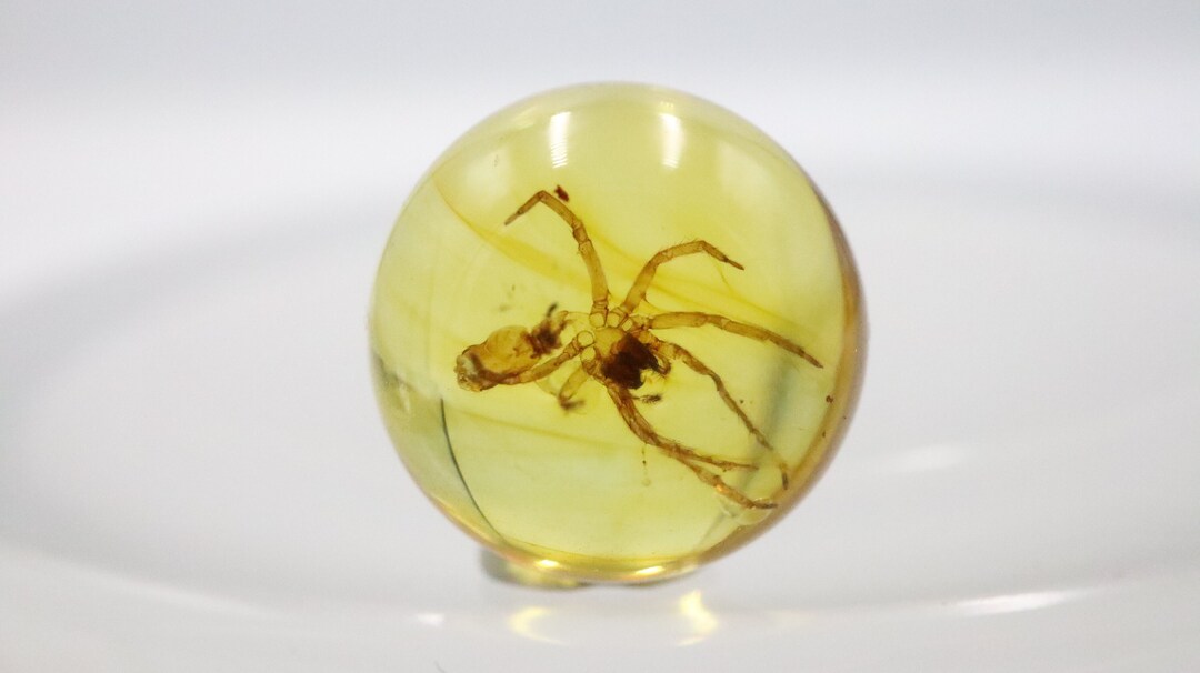 Amber Bead 14.2 Mm Sphere With Rare Spider Insect Trapped for Million ...