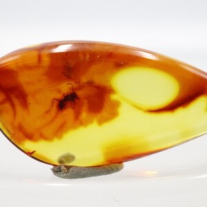 Amber With Spider and Ant Insects Trapped for Million Years | Fossil ...