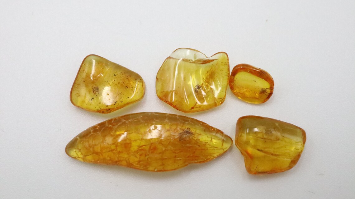 5 Lot Amber Stones With Spider Insects Trapped for Million Years ...