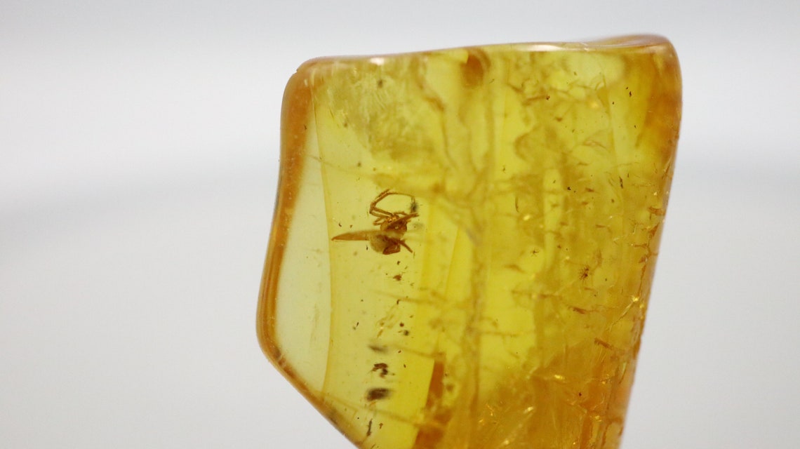 Amber With Rare Spider Insect Trapped for Million Years - Etsy