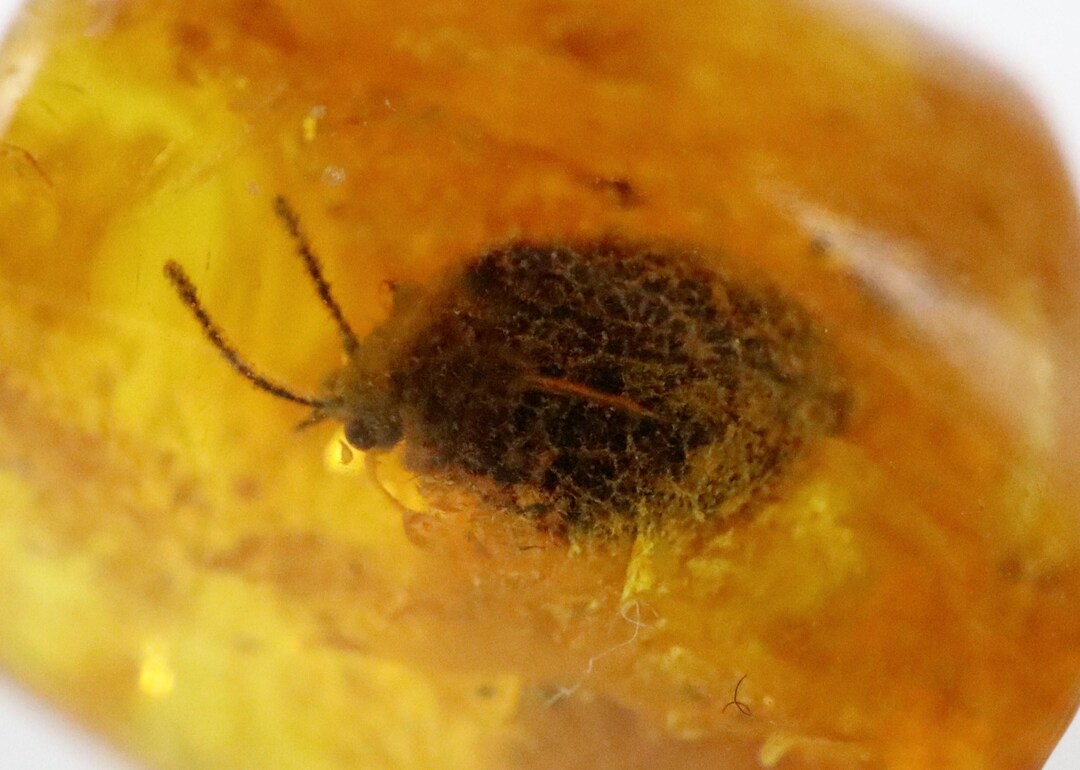 Amber With Rare Bug Insect Trapped for Million Years | Fossil Inclusion ...
