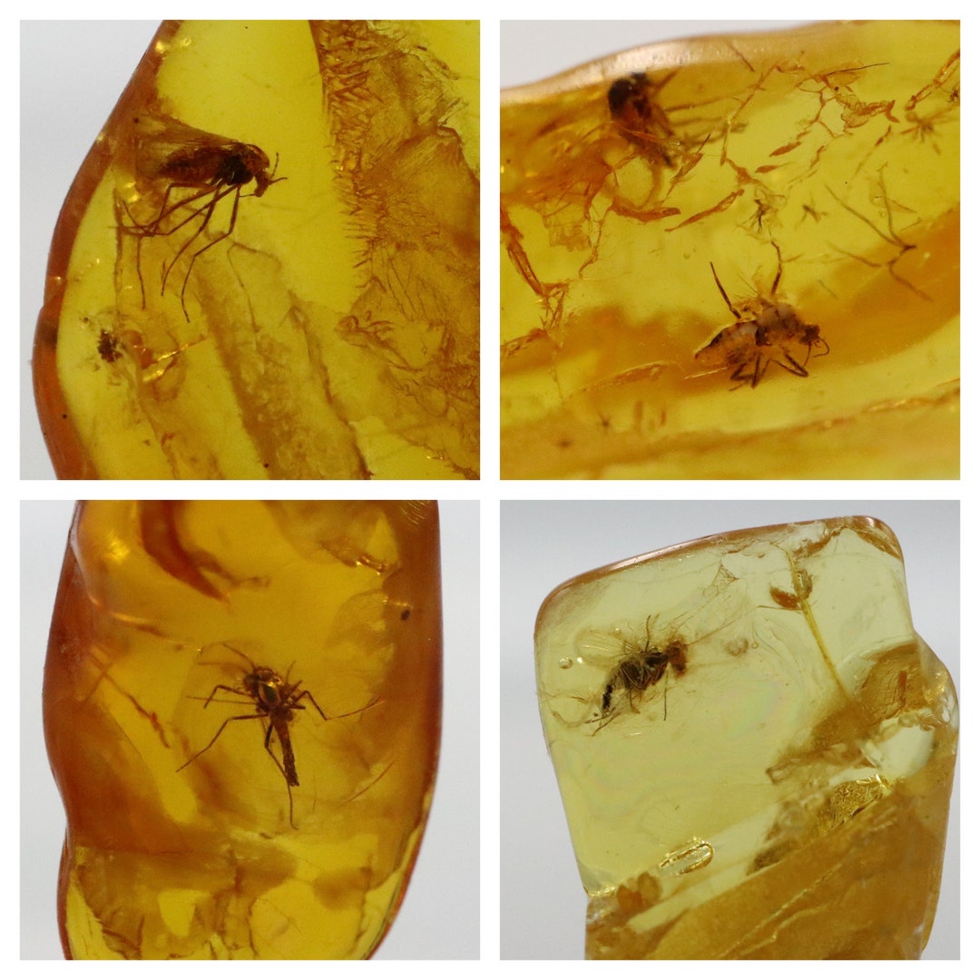 20 Lot Amber Stones With Rare Insects Trapped for Million Years Fossil ...