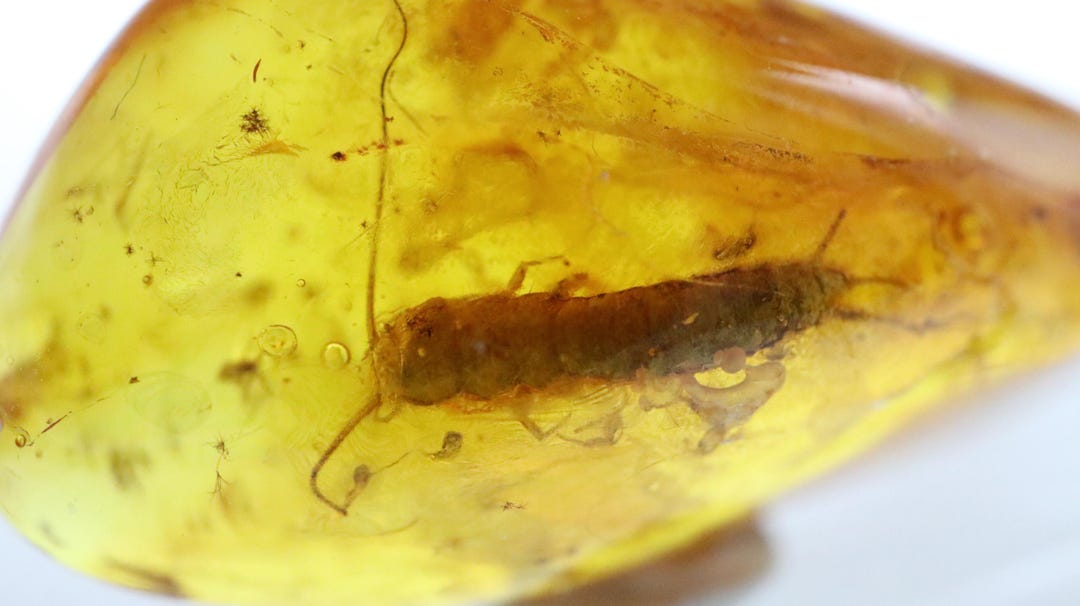 Amber With Rare Silverfish Insect Trapped for Million Years | Fossil ...