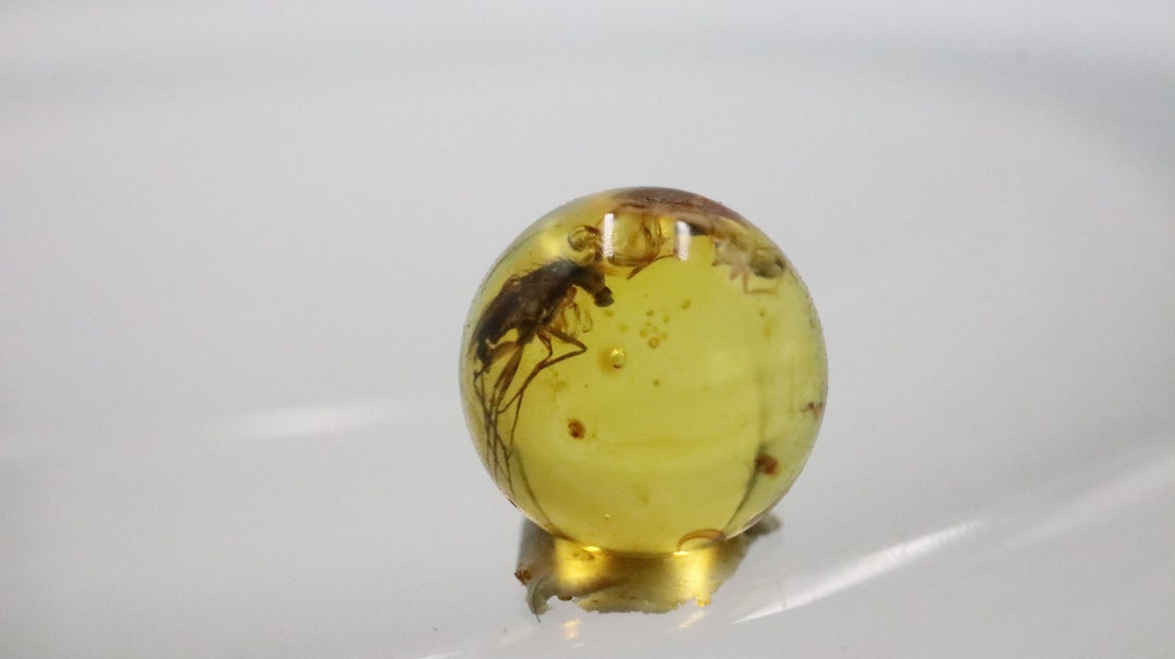 Amber Bead 6.2 Mm Sphere With 2 Rare Insects NOT DRILLED | Fossil ...