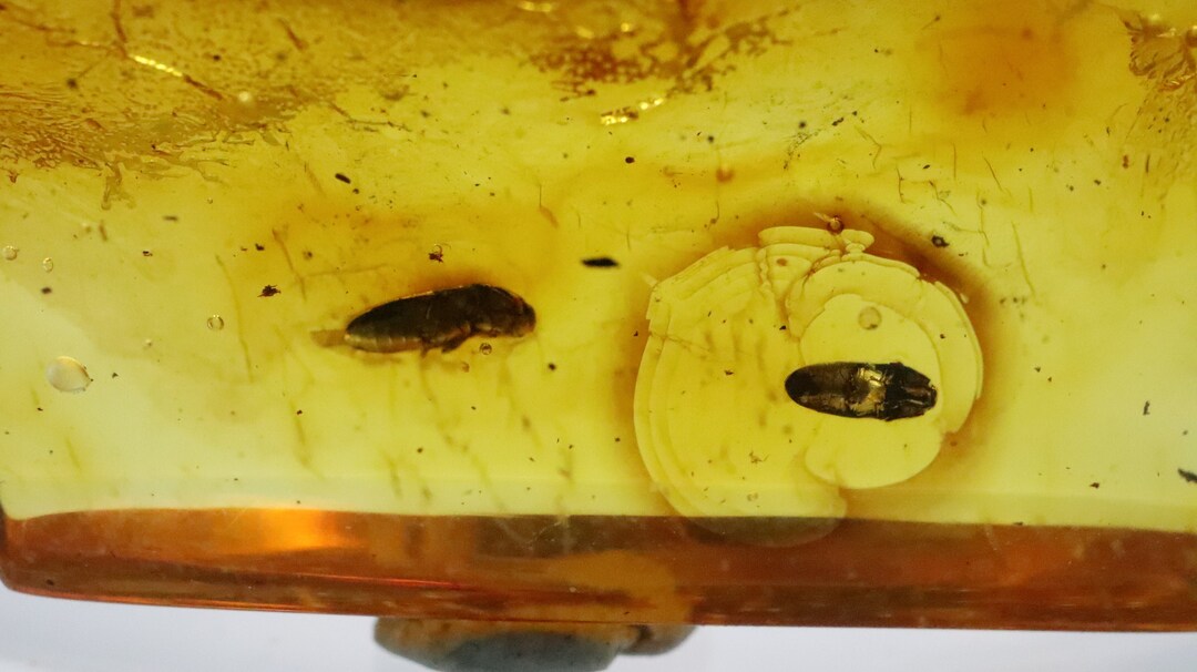 Amber With 2 Bugs Insects Trapped for Million Years | Fossil Inclusion ...