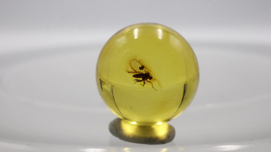 Amber Bead 9.5 Mm Sphere With Rare Insect Trapped for Million Years ...