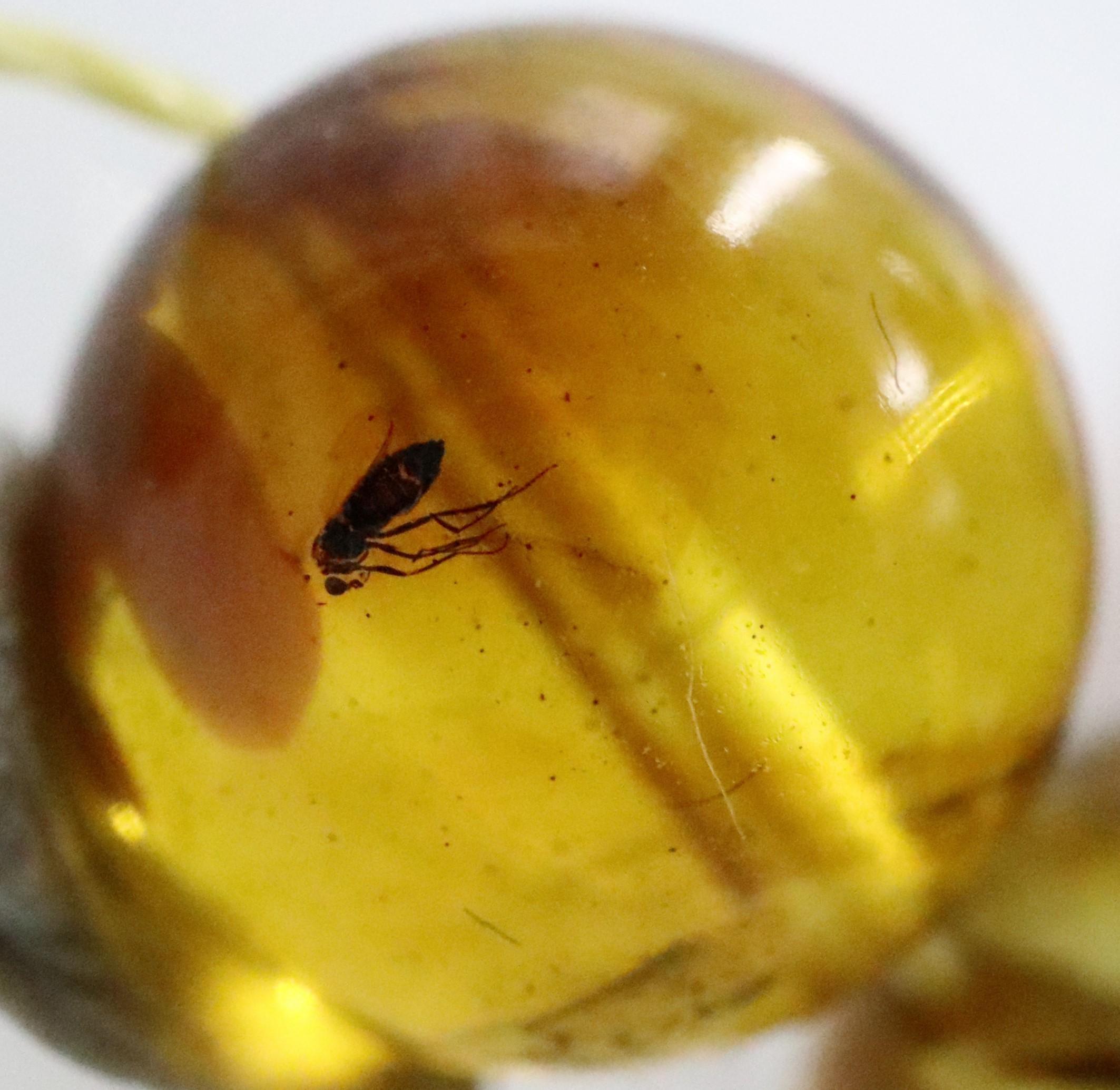Islamic Muslim Prayer Amber 33 Beads WITH INSECTS in ALL Beads | 12.37 ...