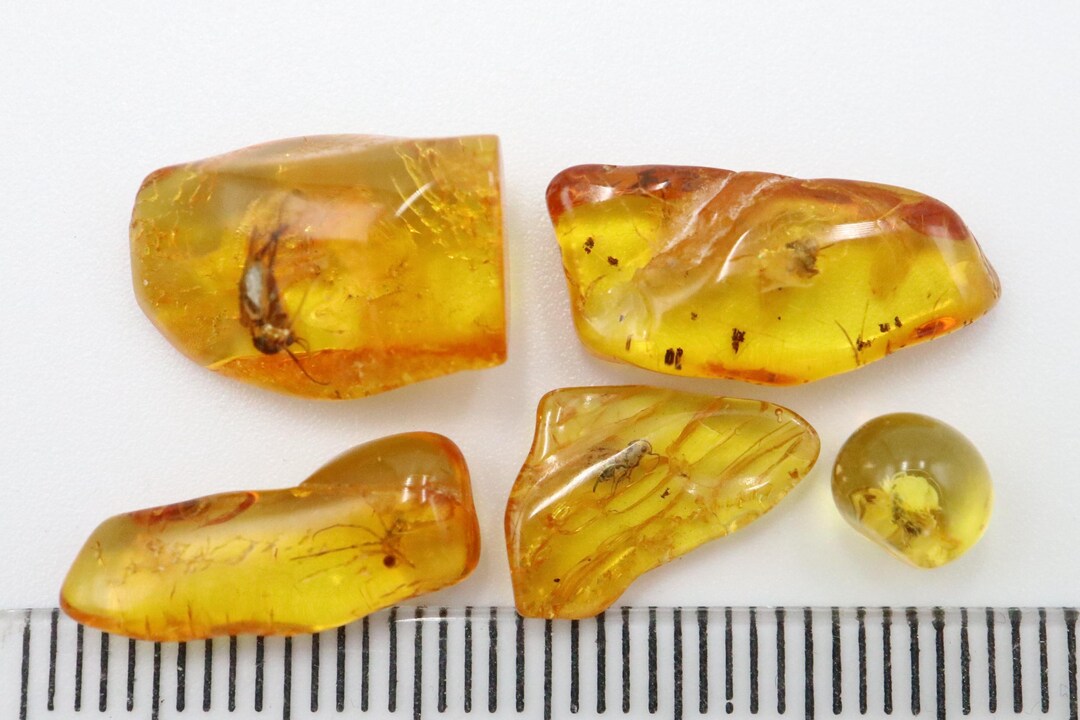 5 Lot Amber Stones With Insects Trapped for Million Years | Fossil ...