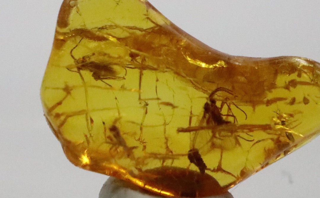 Baltic SMALL Amber With 3 Insects Trapped for Million Years | Fossil ...