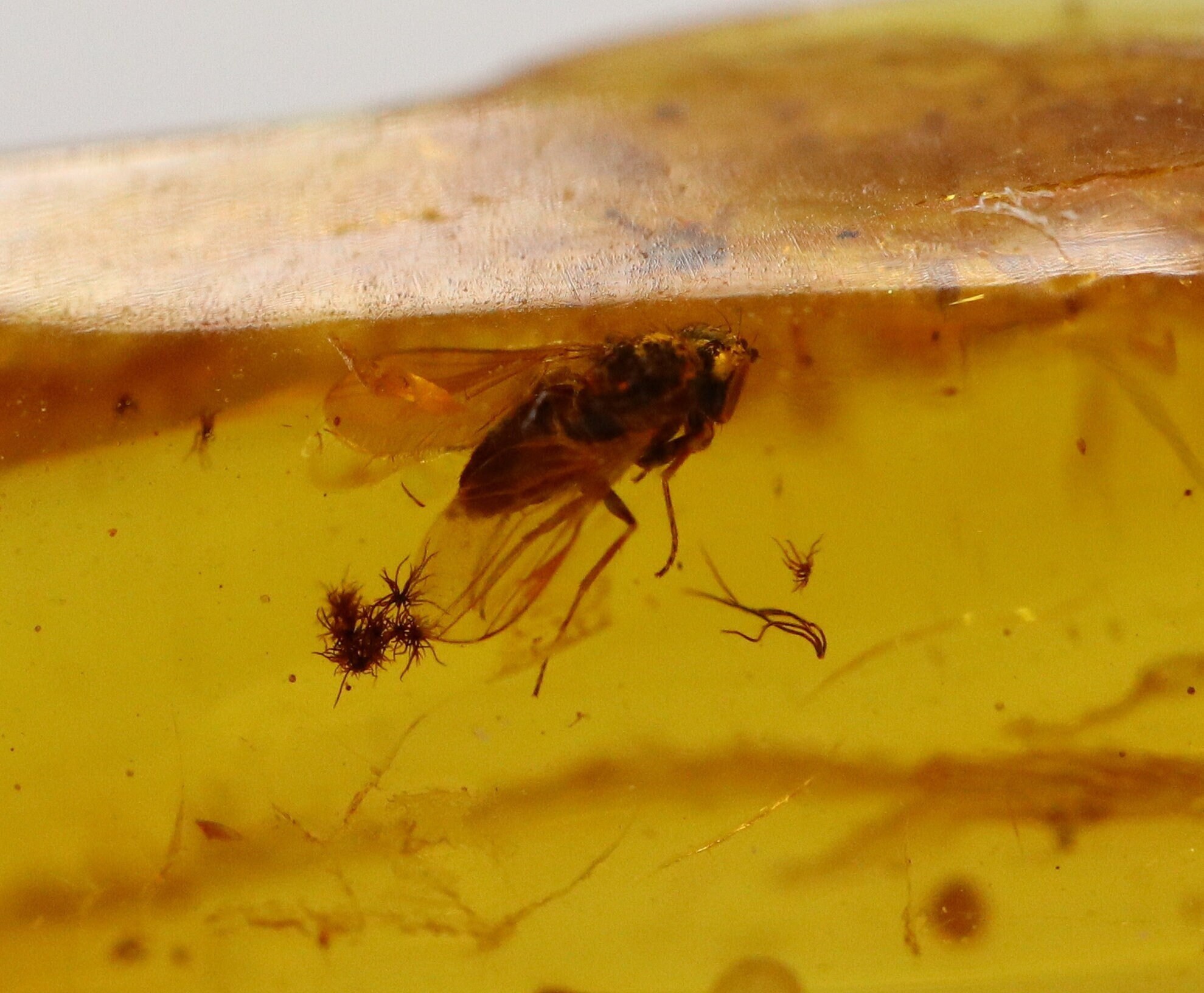 Home Décor Home & Living Fossil Inclusion in Baltic Amber Stone Baltic ...