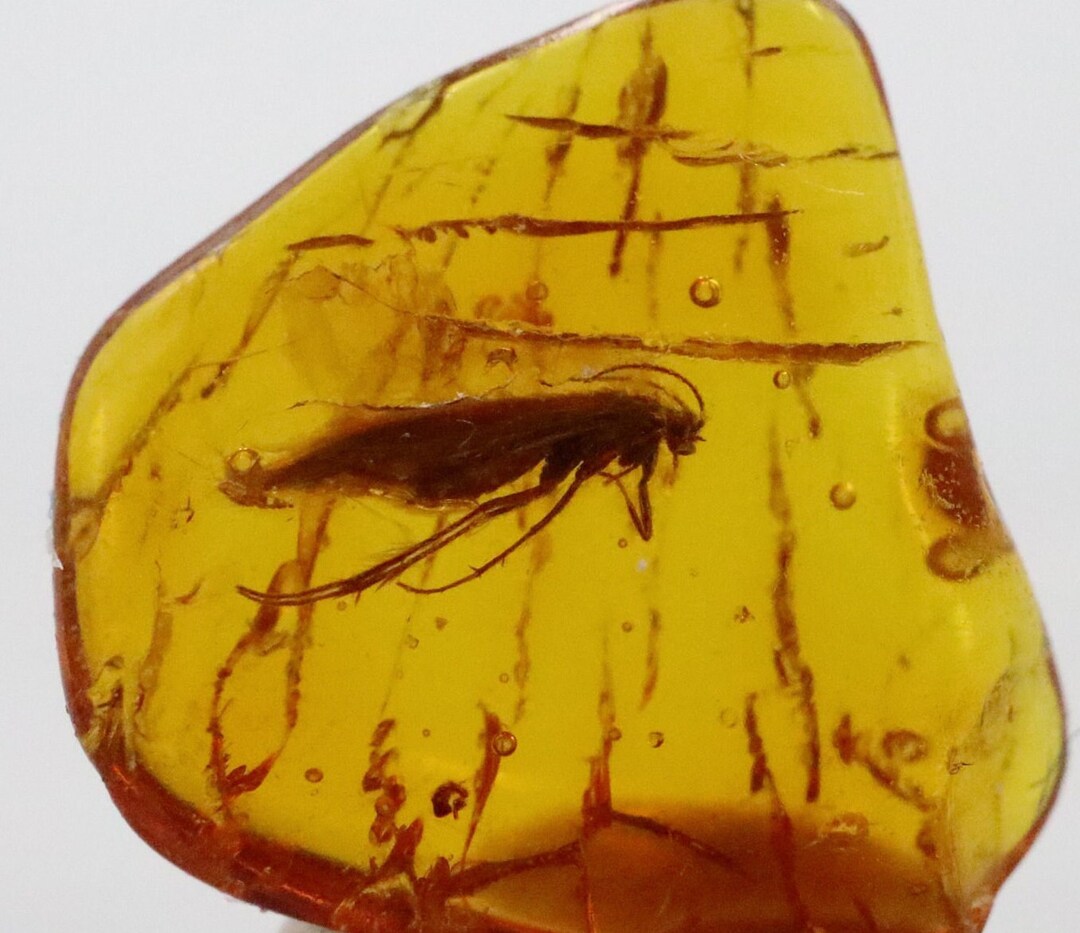 Baltic SMALL Amber With Insect Trapped for Million Years | Fossil ...