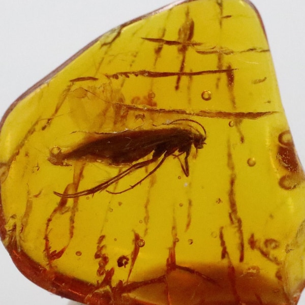Amber With Insect - Etsy