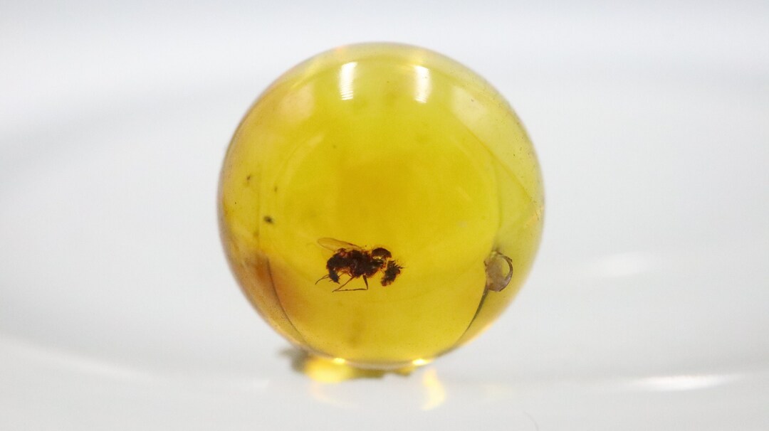 Amber Bead 11.65mm Sphere With Rare Insect Trapped for Million Years ...