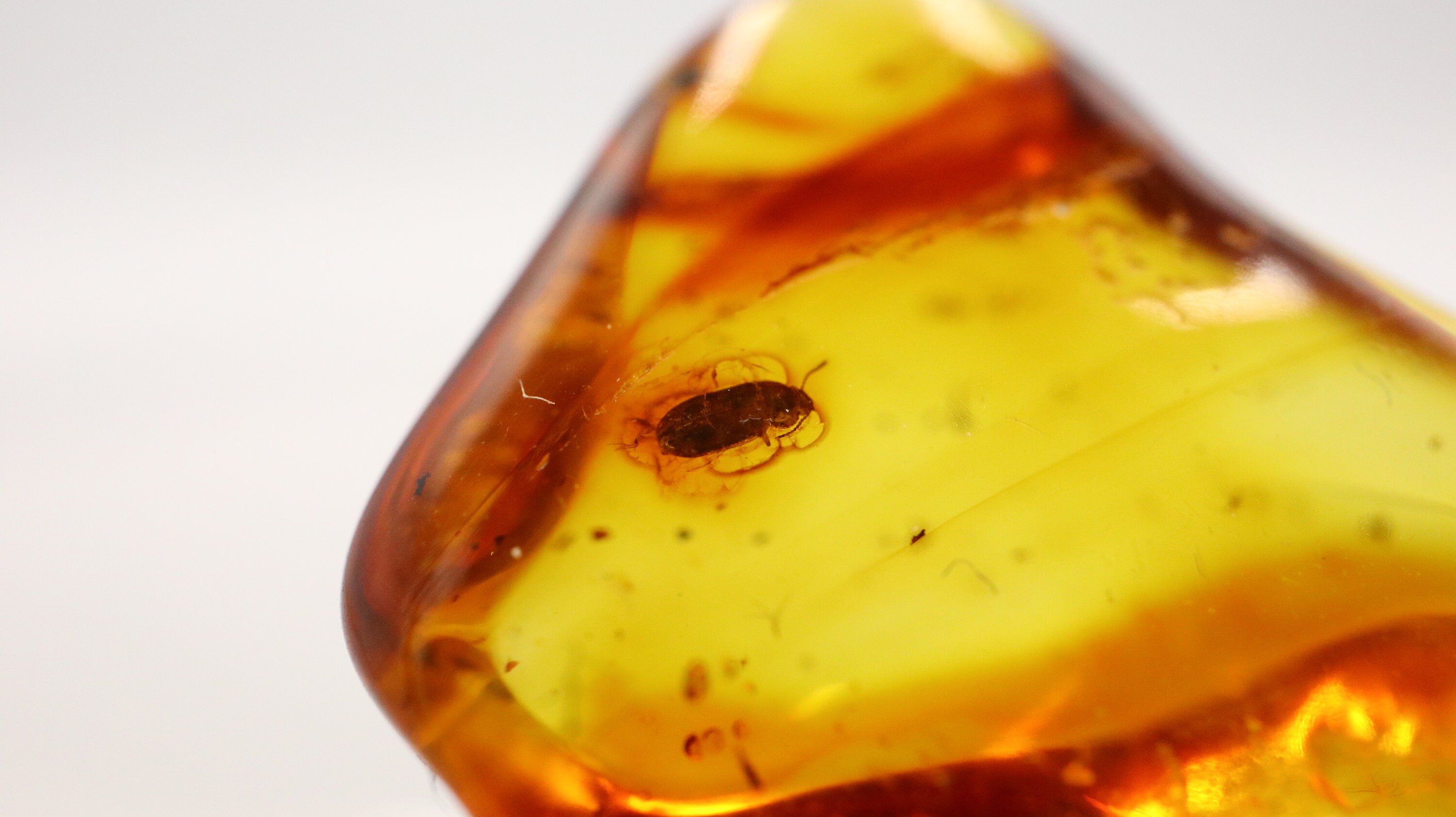 Bernstein mit seltenen Bug Insekt gefangen für Millionen Jahre ...