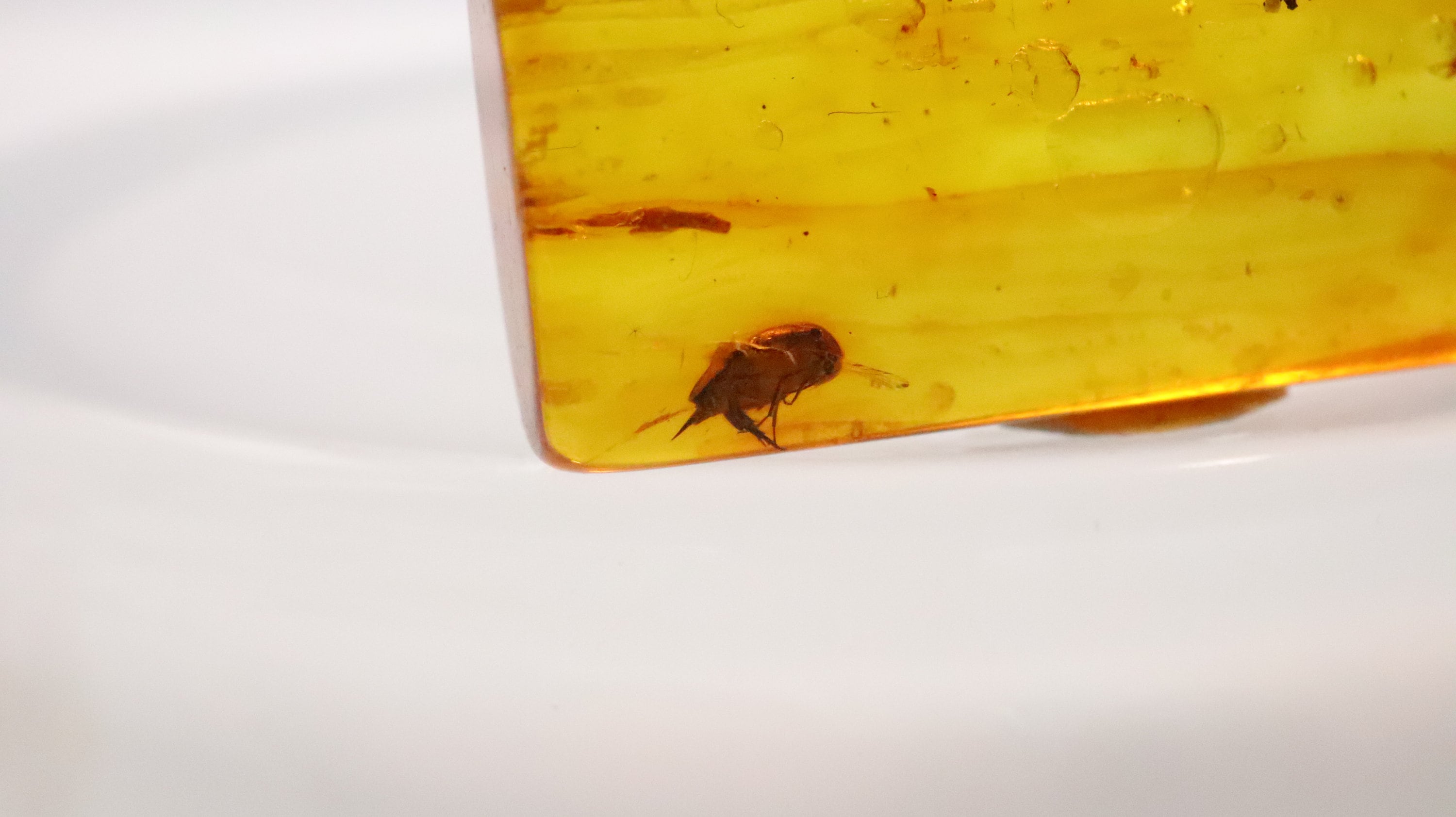 Amber With Bug Insect Trapped for Million Years | Fossil Inclusion in ...
