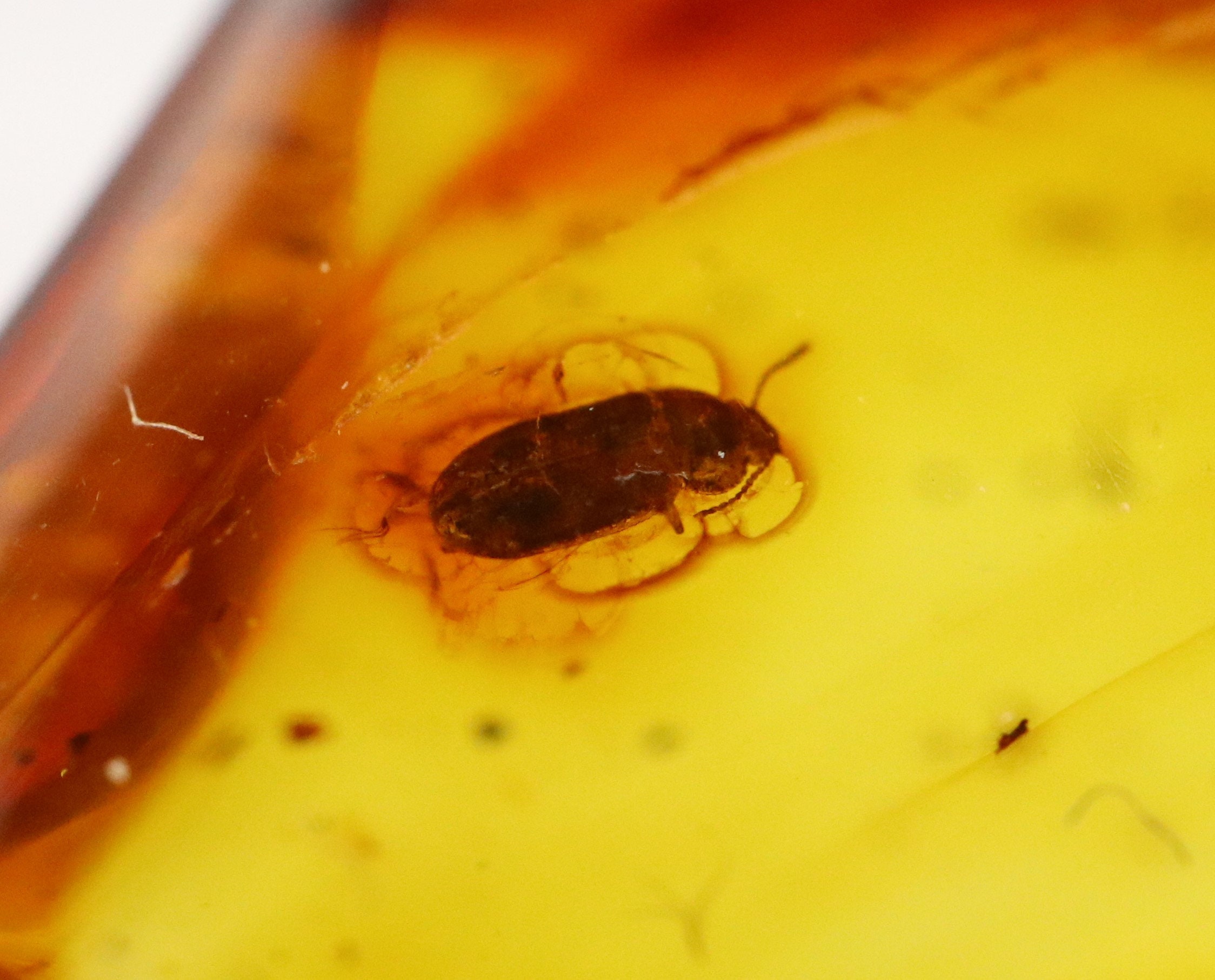 Bernstein mit seltenen Bug Insekt gefangen für Millionen Jahre ...
