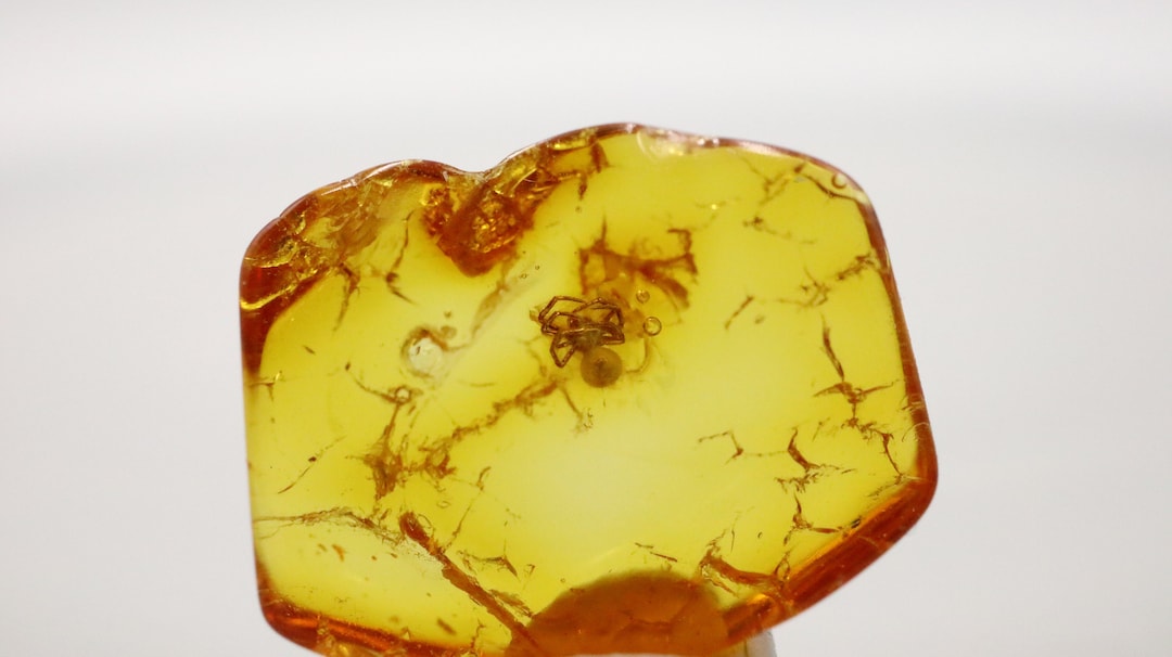 Amber With Rare Insect Trapped for Million Years | Fossil Inclusion in ...