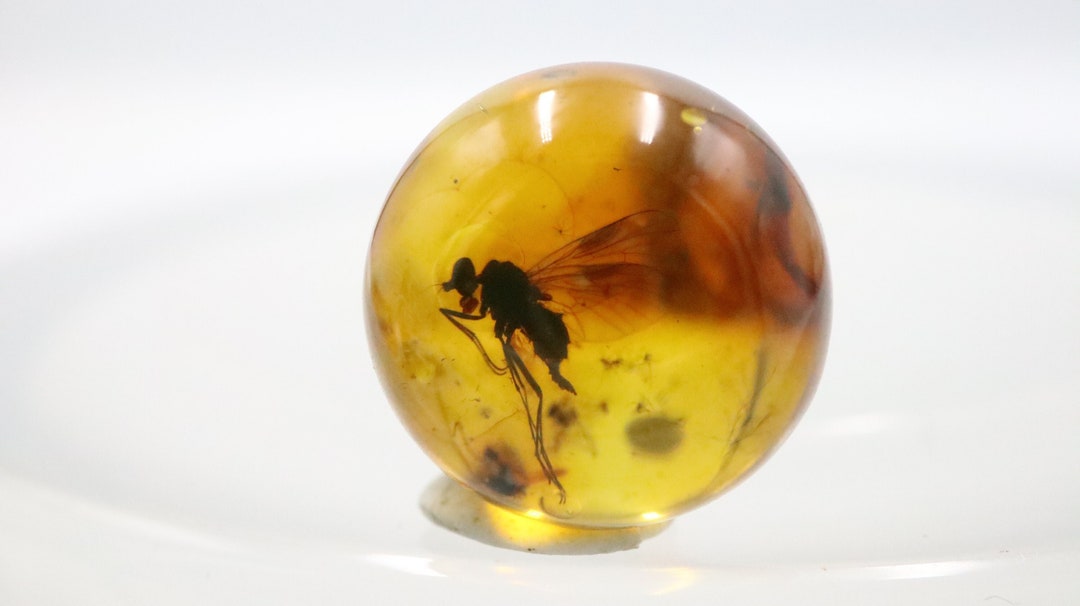 Amber Bead 13.6 Mm Sphere With Rare 2 Insects Trapped for Million Years ...