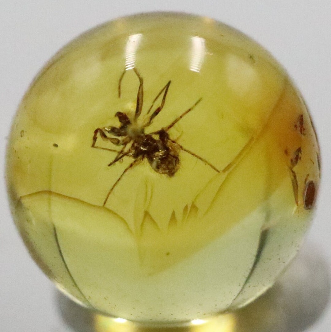 Amber Bead 6.11 Mm Sphere With Rare Insect Trapped for Million Years ...