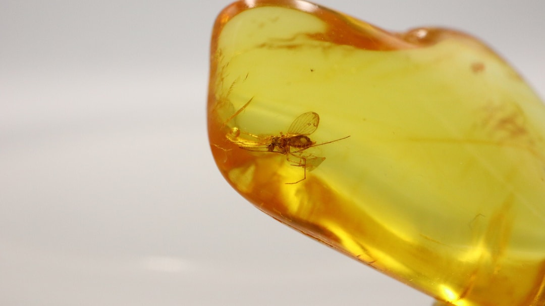 Ambra baltica con insetto intrappolato per milioni di anni / - Etsy Italia