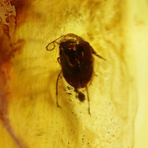 Amber With Rare Bug Insect Trapped for Million Years | Fossil Inclusion ...