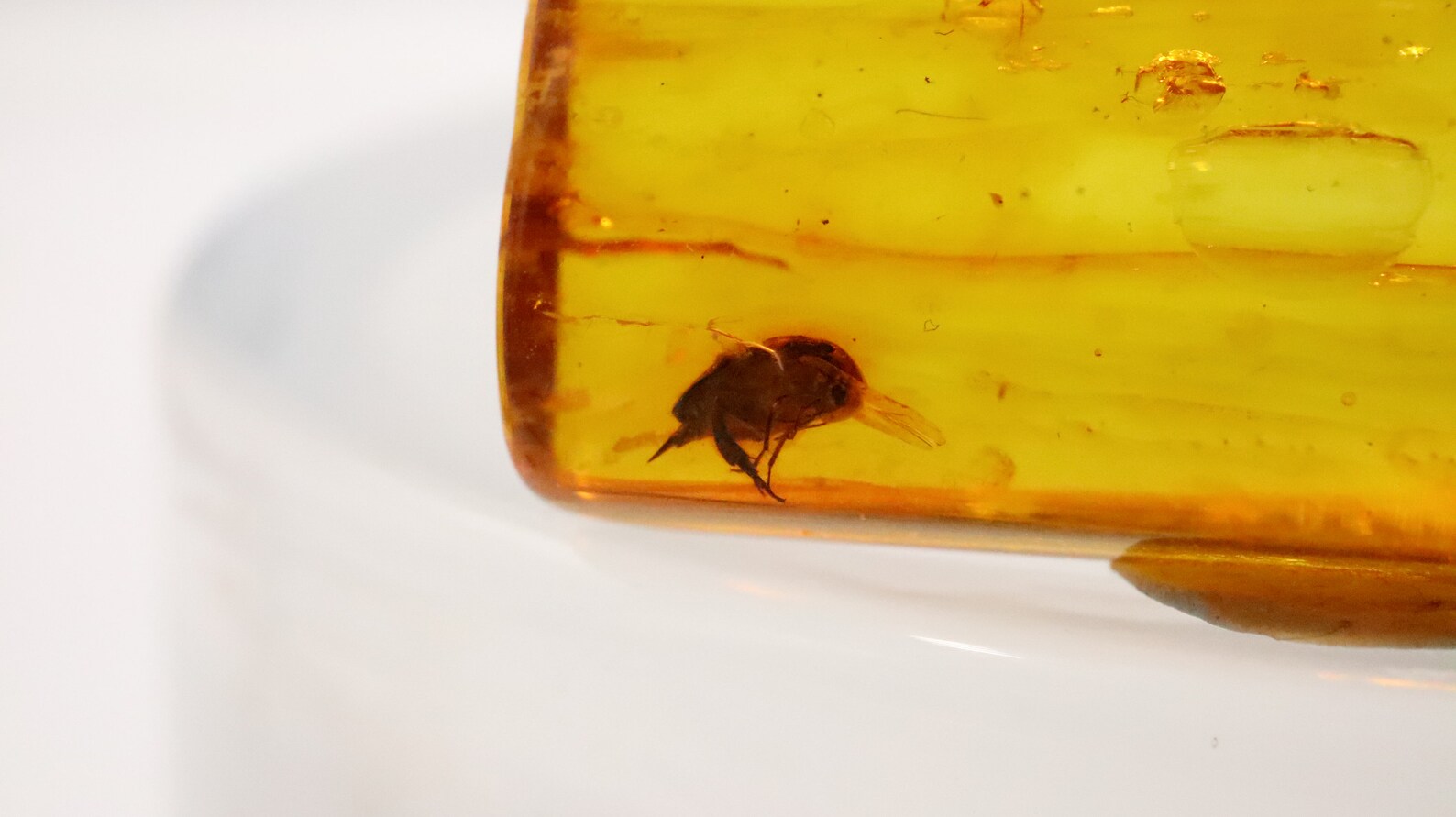 Amber With Bug Insect Trapped for Million Years | Fossil Inclusion in ...