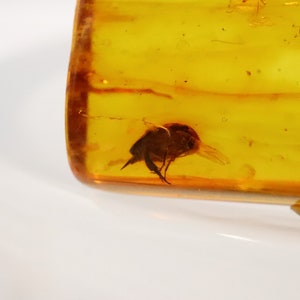 Amber With Bug Insect Trapped for Million Years | Fossil Inclusion in ...