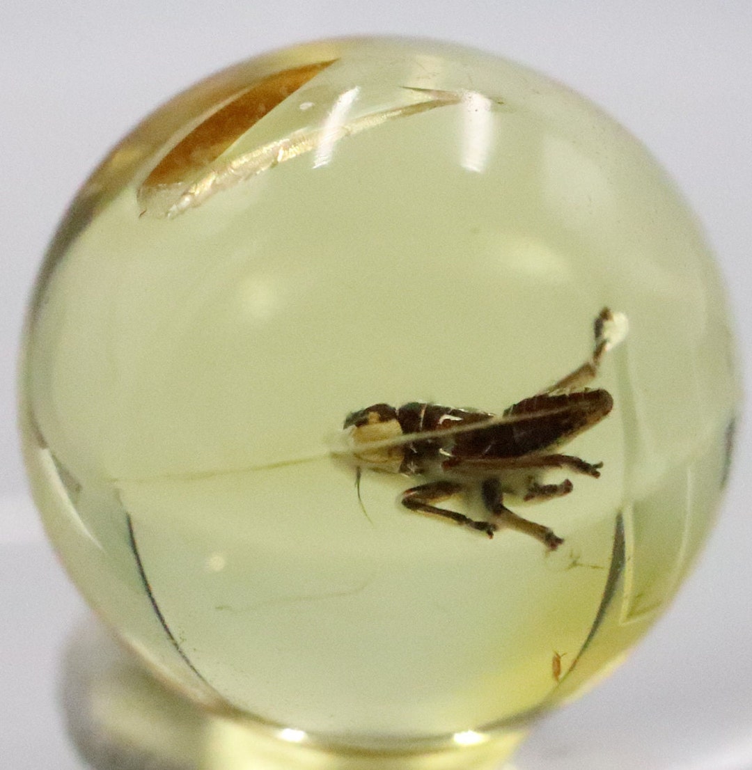 Amber Bead 8.1 Mm Sphere With Rare CICADA Insect Trapped for Million ...