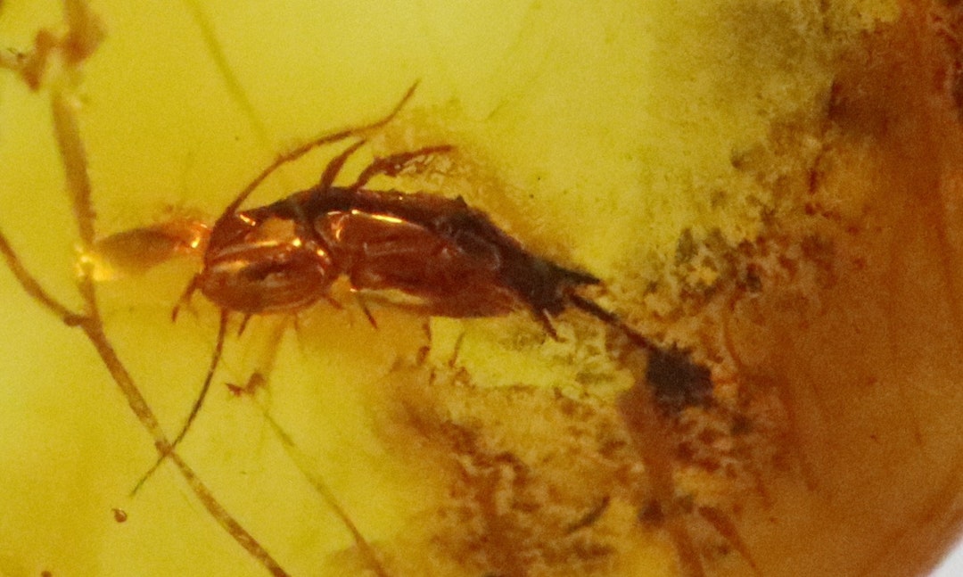 Amber With Rare Silverfish Insect Trapped for Million Years | Fossil ...
