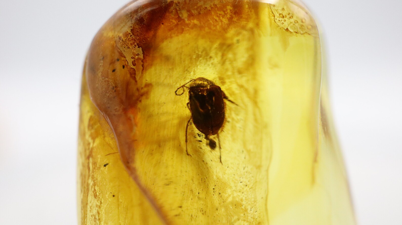 Amber with Rare Bug Insect trapped for Million Years Fossil | Etsy