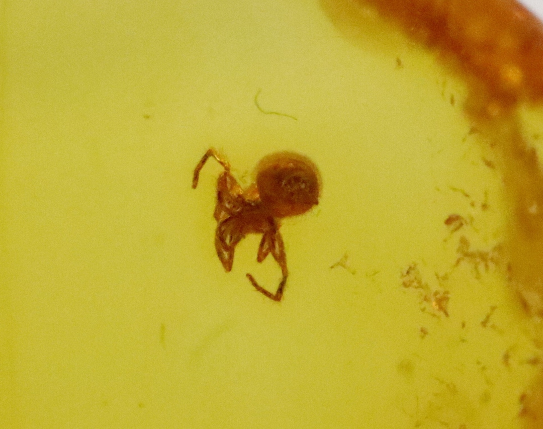 Bernstein mit Spinne Insekt seit Millionen Jahren gefangen | Fossiler ...