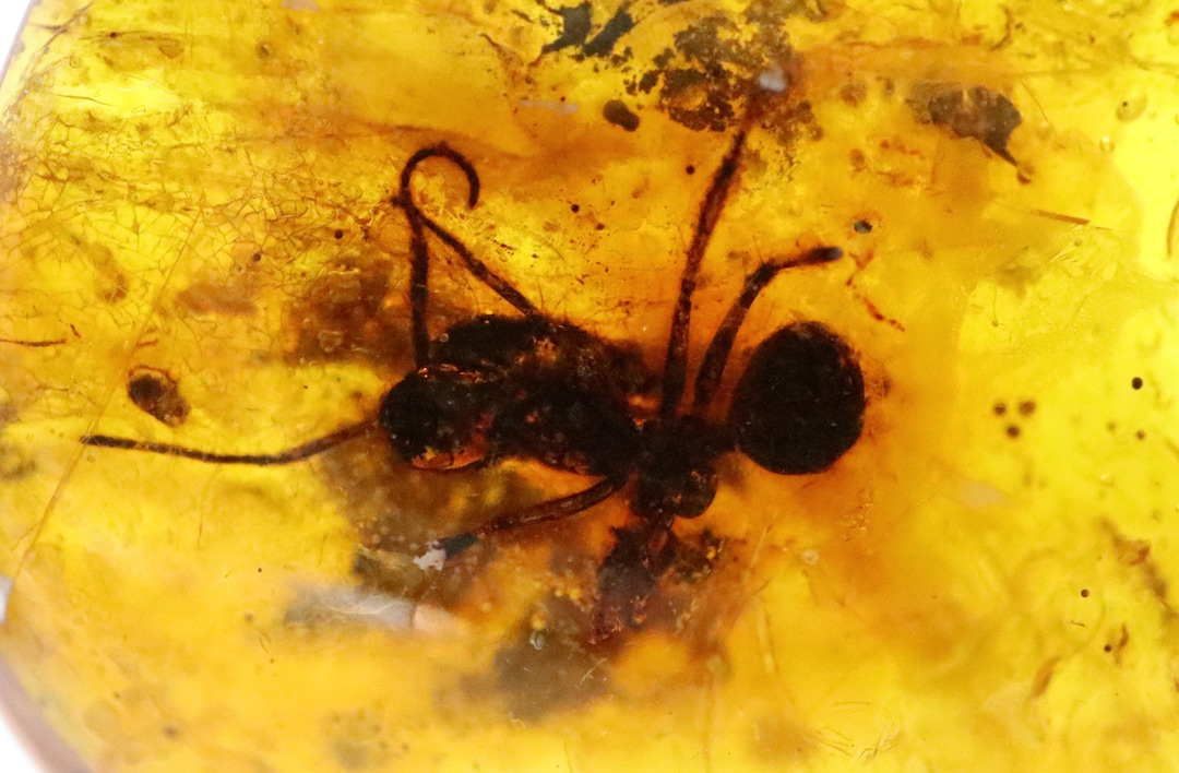 Amber With Rare Ant Insect Trapped for Million Years | Fossil Inclusion ...