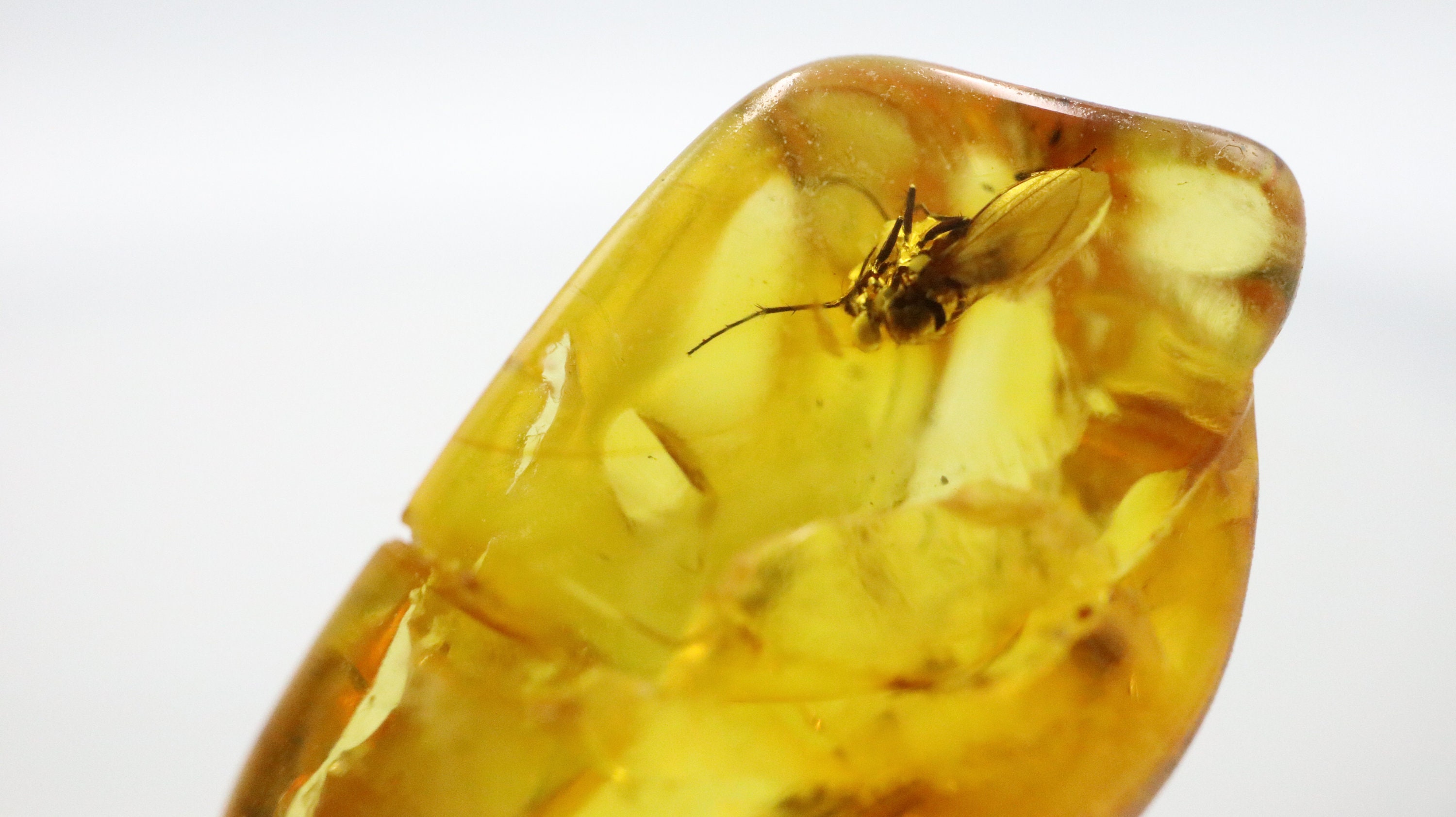 Baltic Amber With Fly Insect Trapped for Million Years | Etsy