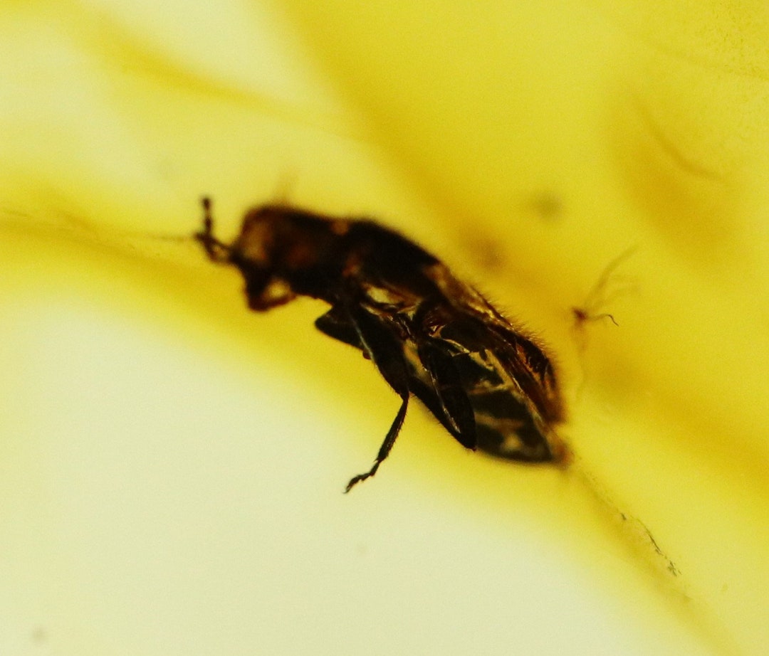 Amber With Bug Insect Trapped for Million Years | Fossil Inclusion in ...