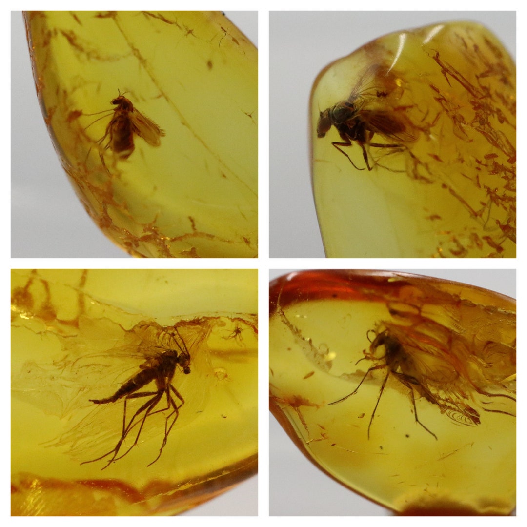 20 Lot Amber Stones With Rare Insects Trapped for Million Years Fossil ...