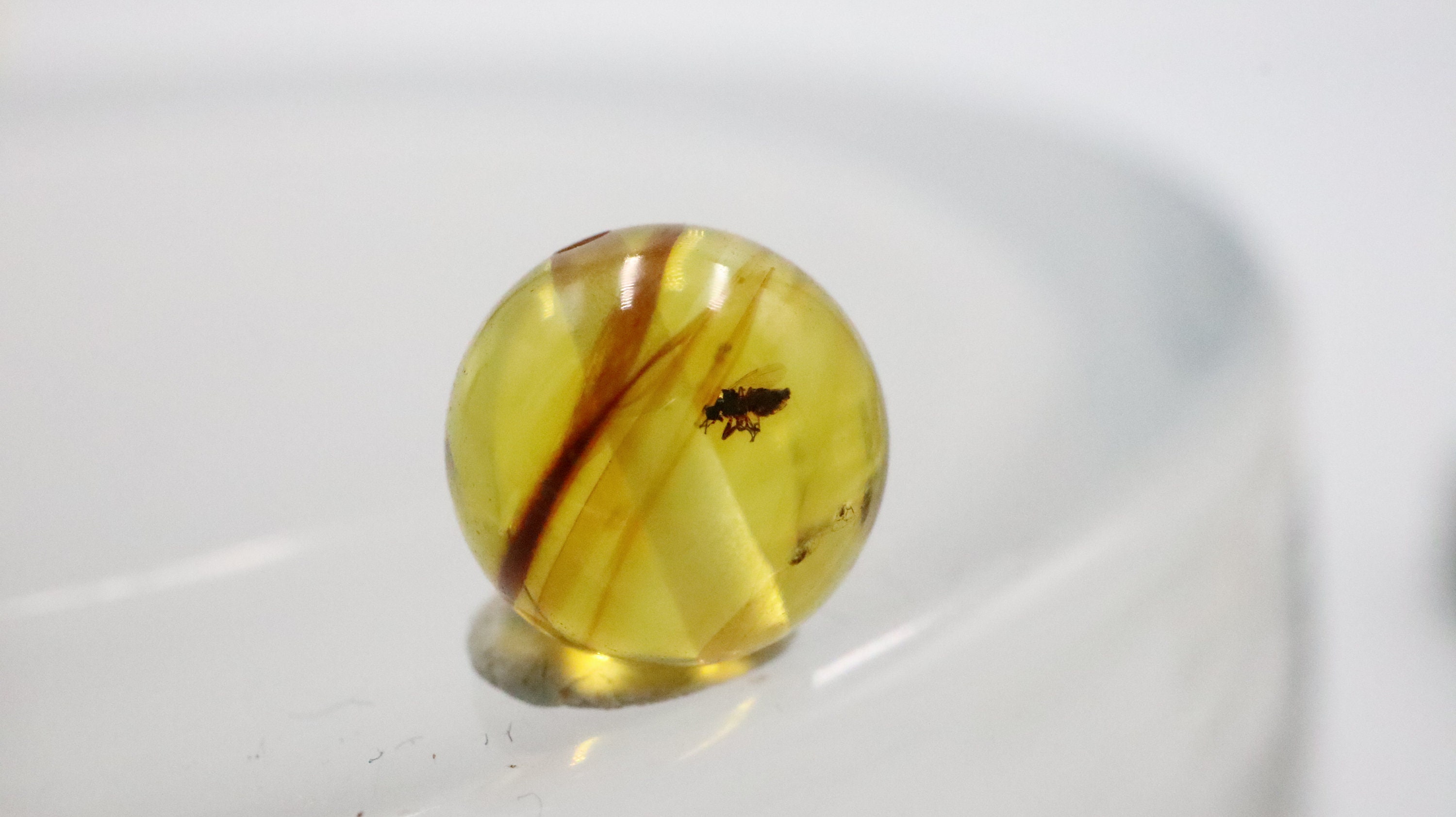 DRILLED Amber Bead 7.34 Mm Sphere With Insect Trapped for Million Years ...