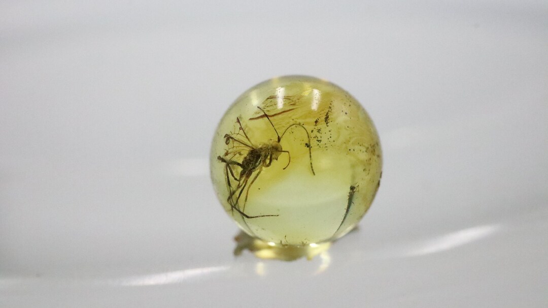 Amber Bead 6.26mm Sphere With Rare Insect Trapped for Million Years ...