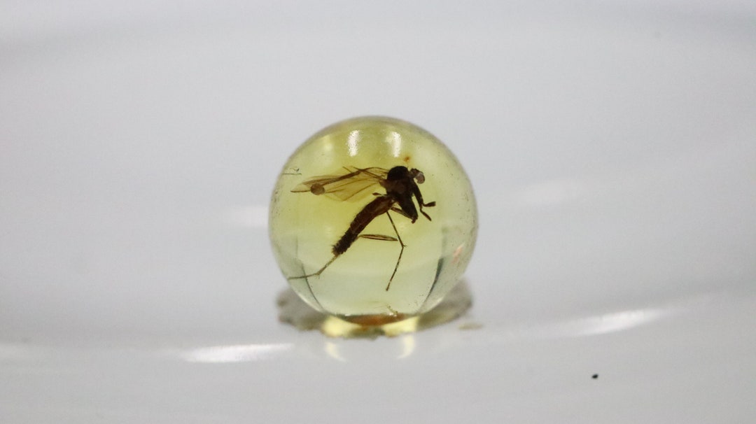 Amber Bead 5.96mm Sphere With Rare Insect Trapped for Million Years ...