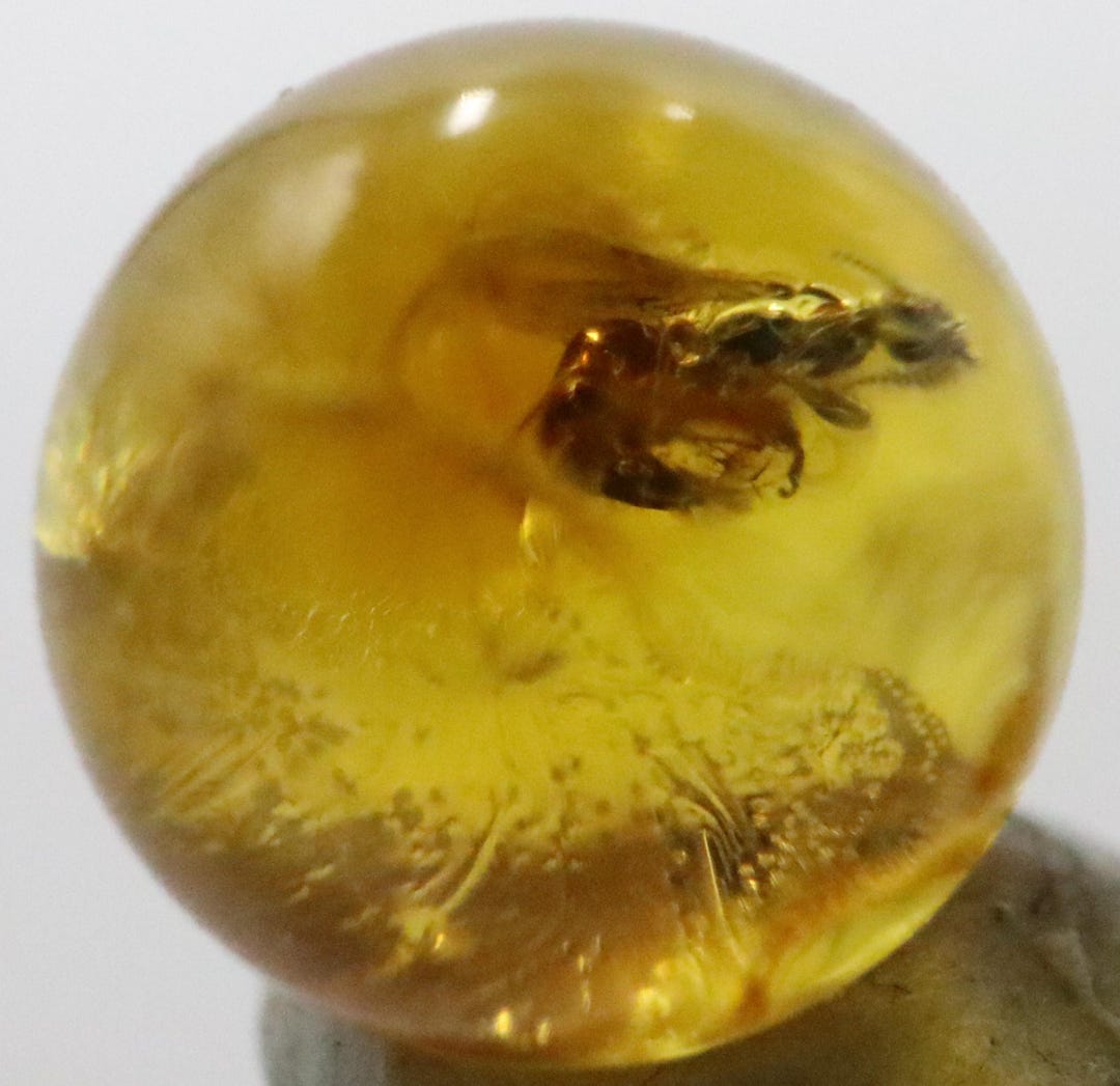 Amber Bead 6.28 Mm Sphere With Rare 2 Insects Trapped for Million Years ...
