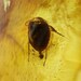 Amber With Rare Bug Insect Trapped for Million Years Fossil Inclusion ...